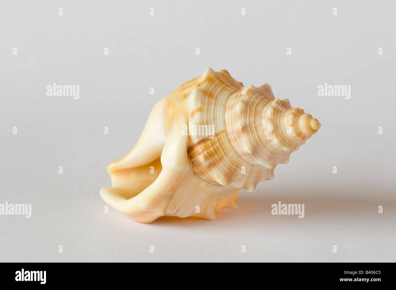 Mollusc shell colour hi-res stock photography and images - Alamy