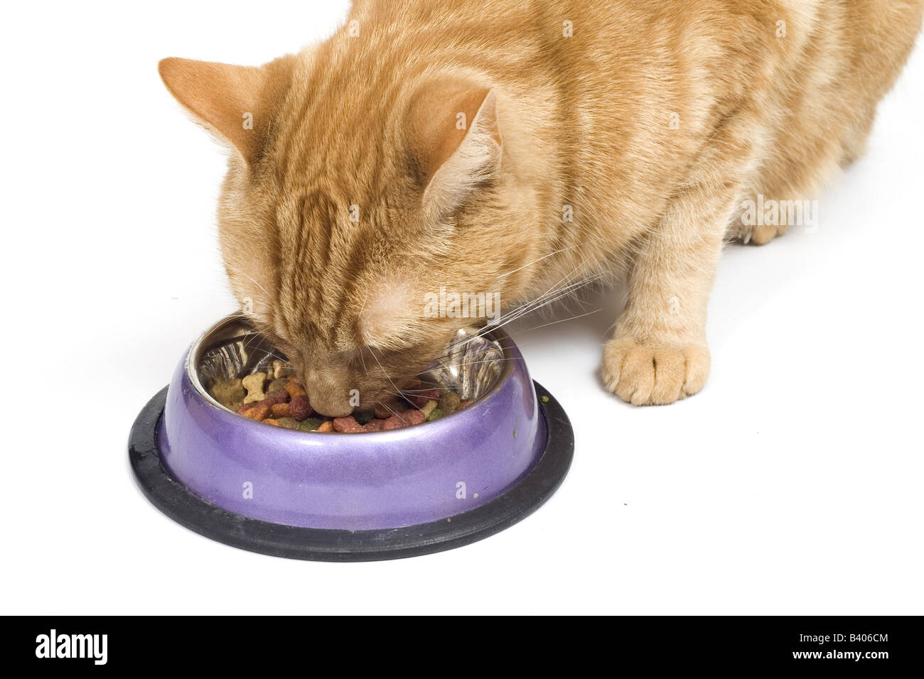 Ginger cat eating from a purple bowl Stock Photo - Alamy