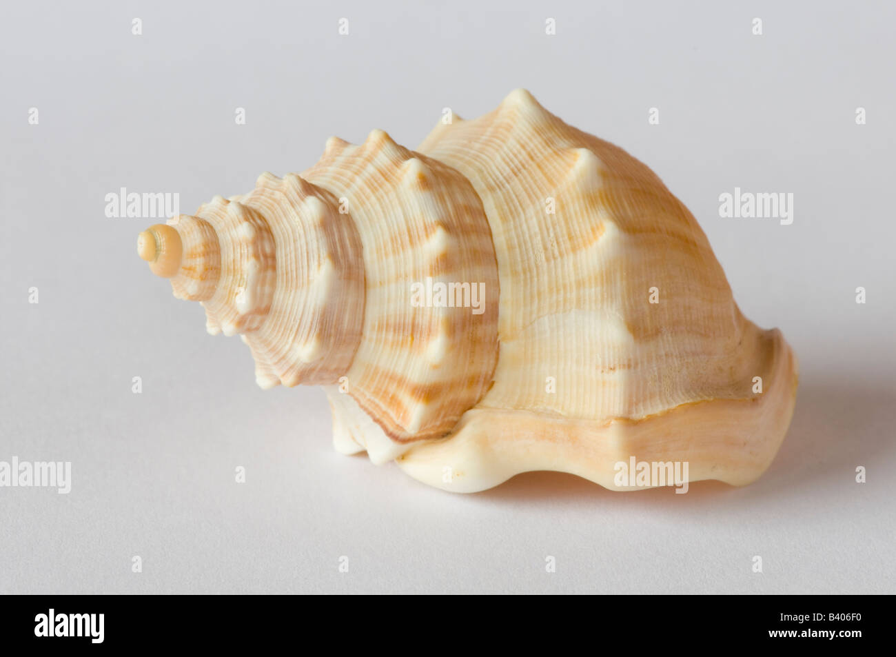 Mollusc shell colour hi-res stock photography and images - Alamy