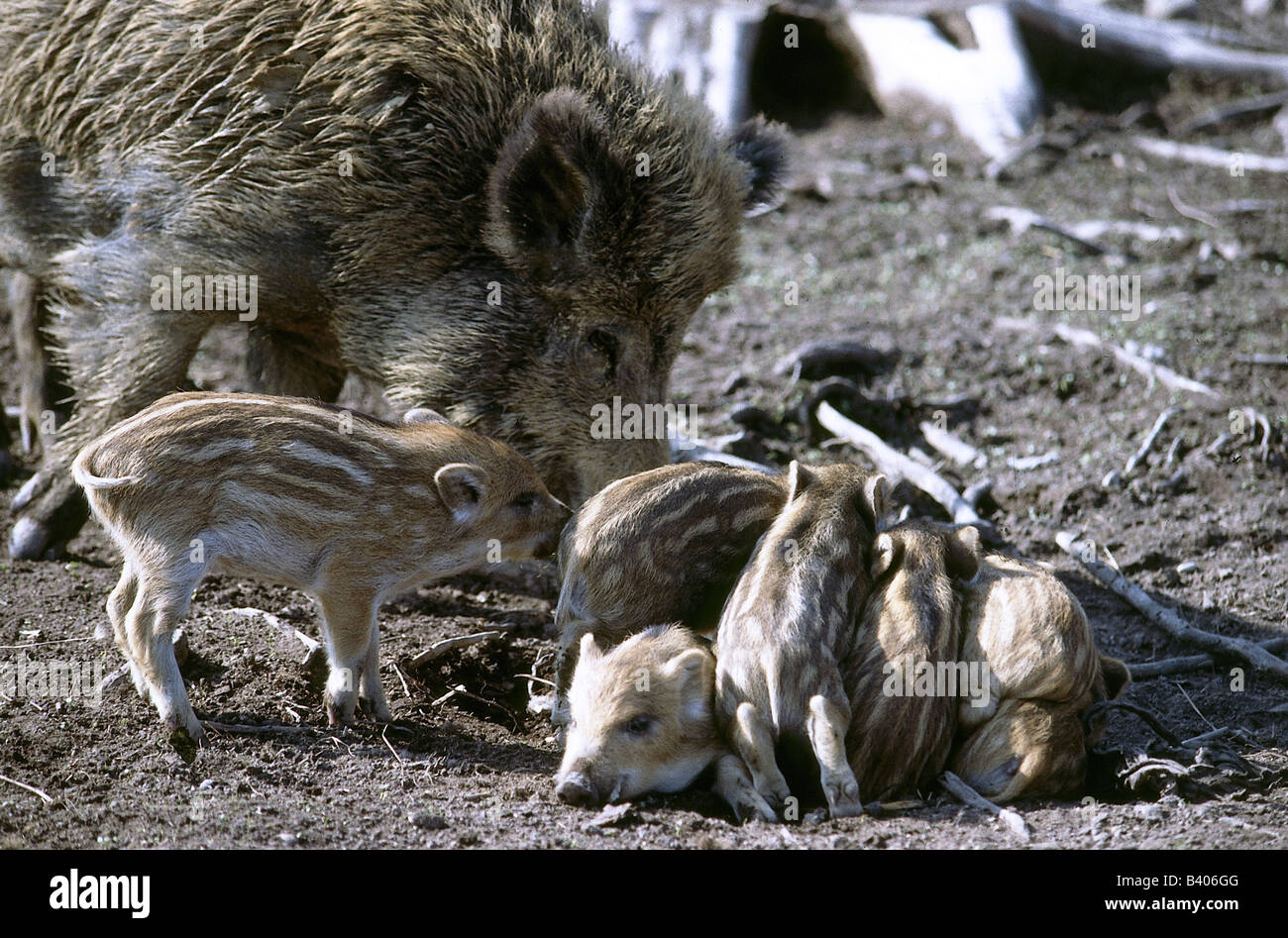 Wild boar with shote hi-res stock photography and images - Alamy