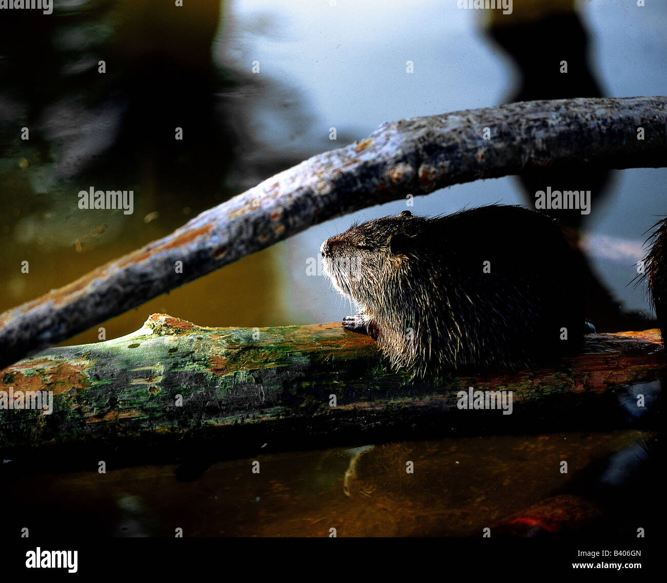 Coyphus hi-res stock photography and images - Alamy