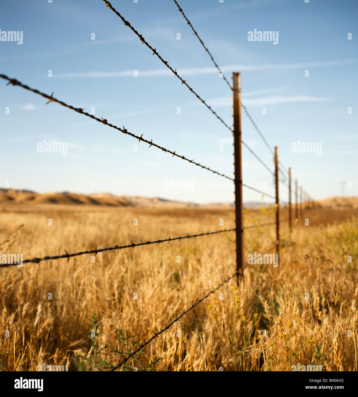 Barbed wire separates the cow fields from the motorists along Hwy 46 ...