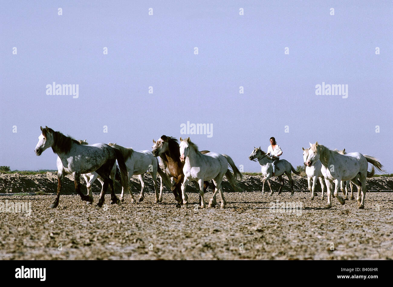 Equid of france hi-res stock photography and images - Alamy