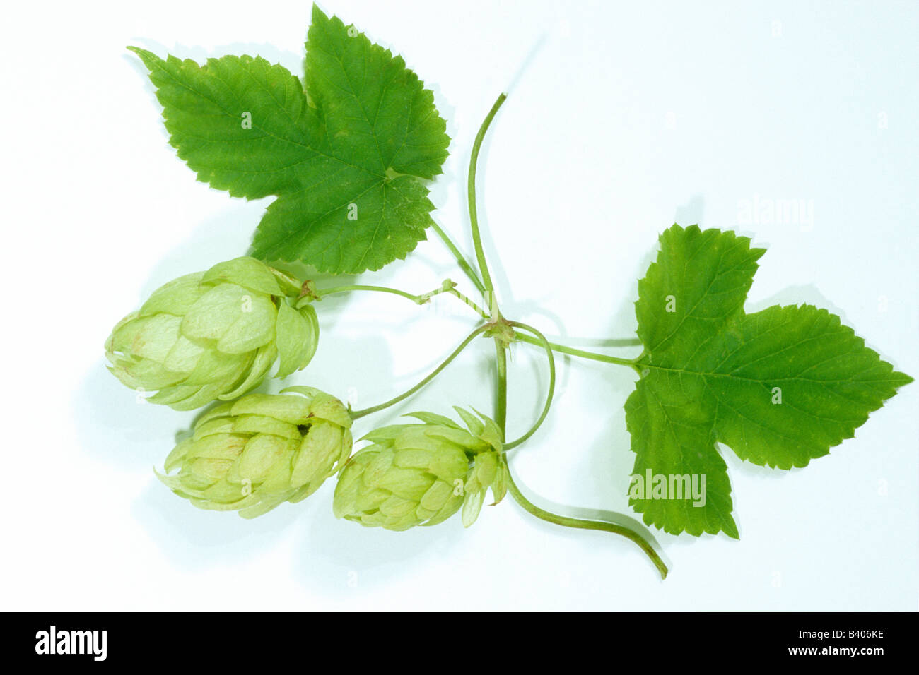 Common Hop (Humulus lupulus), tendril with leaves and fruit, studio ...