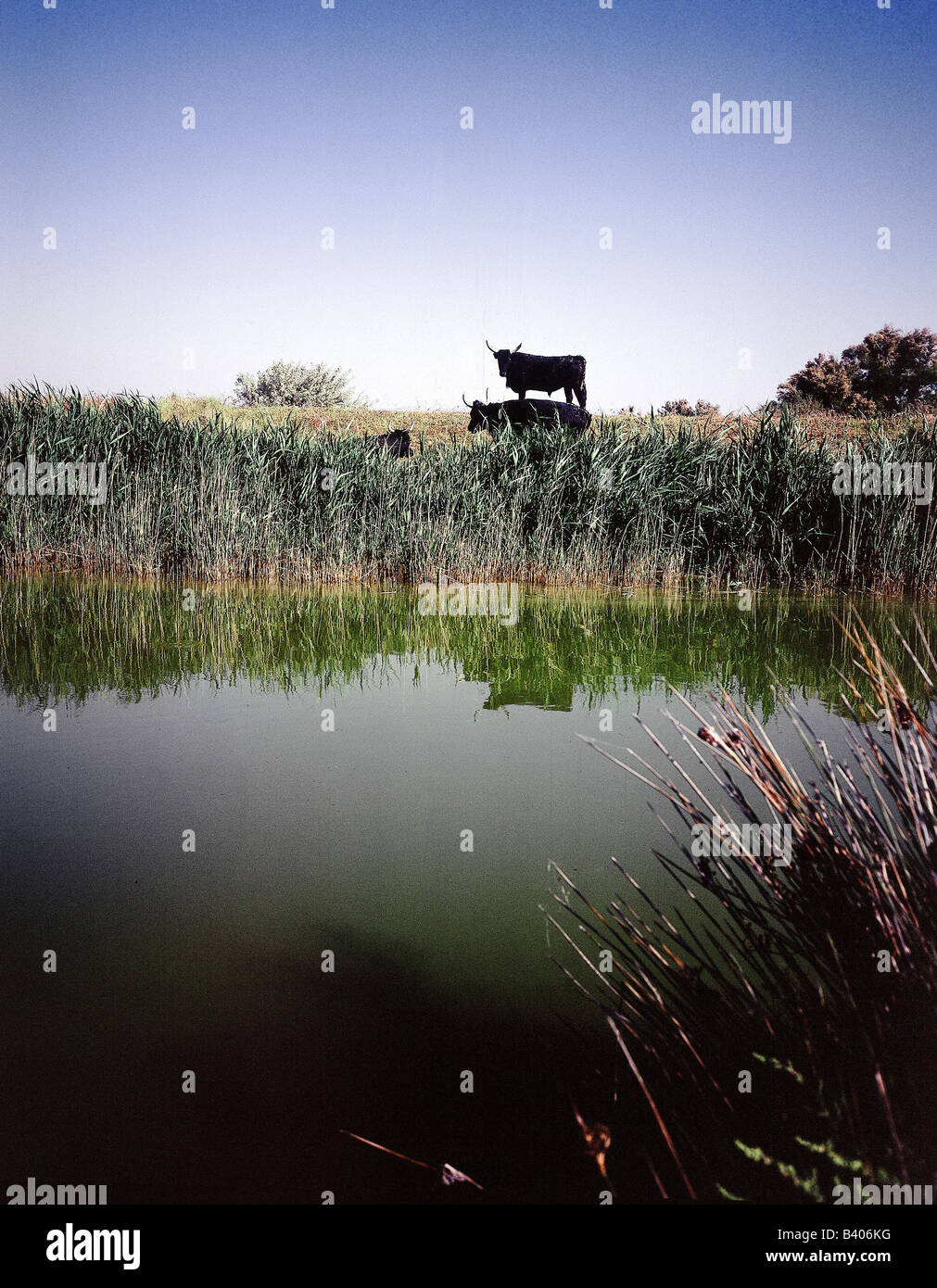 zoology / animals, mammal / mammalian, cattle, black bulls, swamp ...