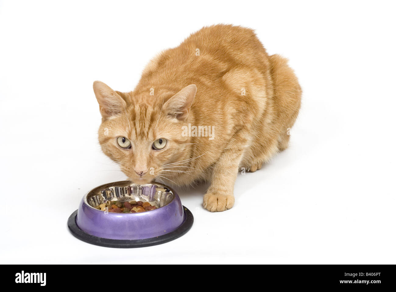 Ginger cat Cut Out Stock Images & Pictures - Alamy