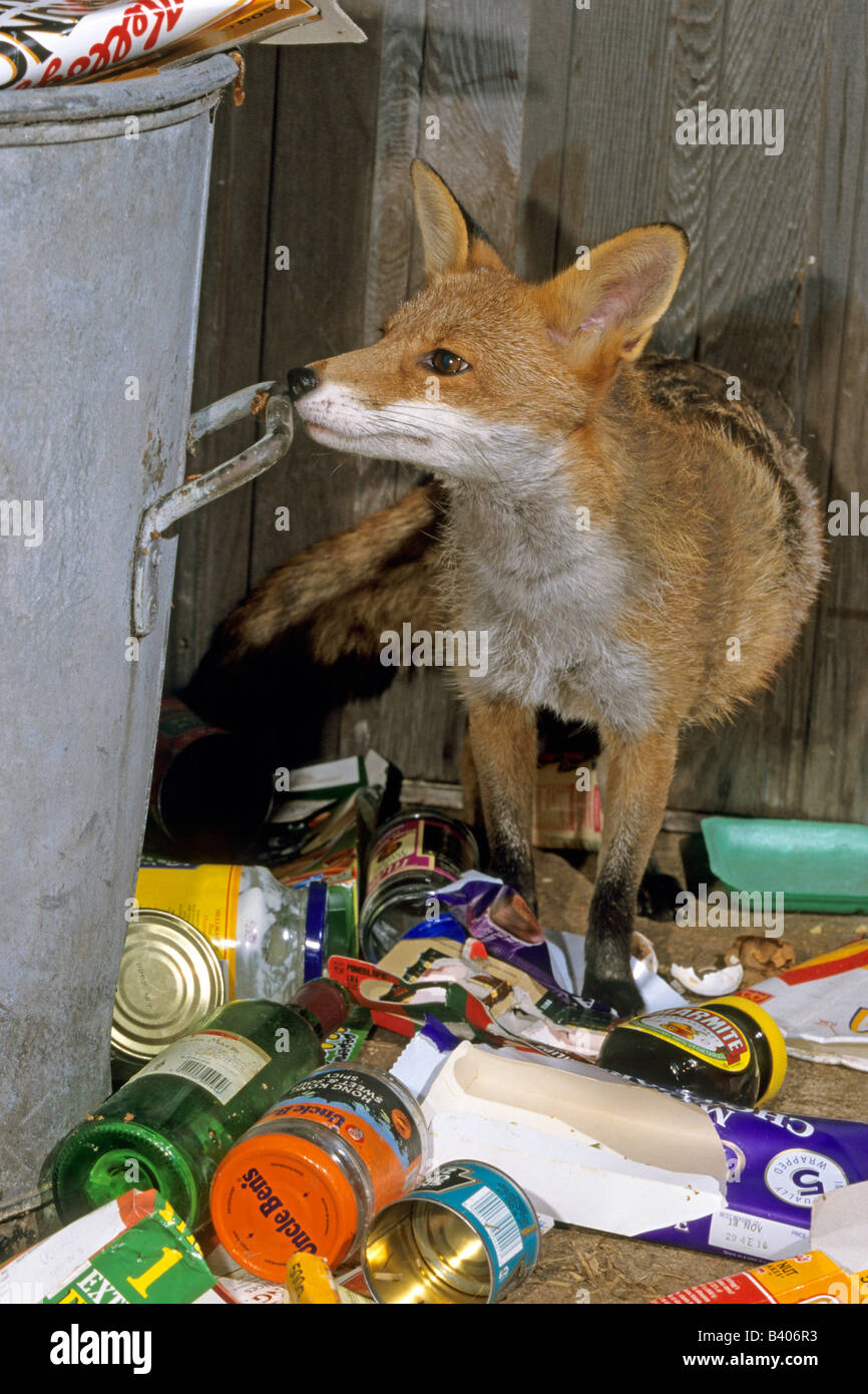 Red Fox (Vulpes vulpes) scavenging for food around dustbin Stock Photo ...