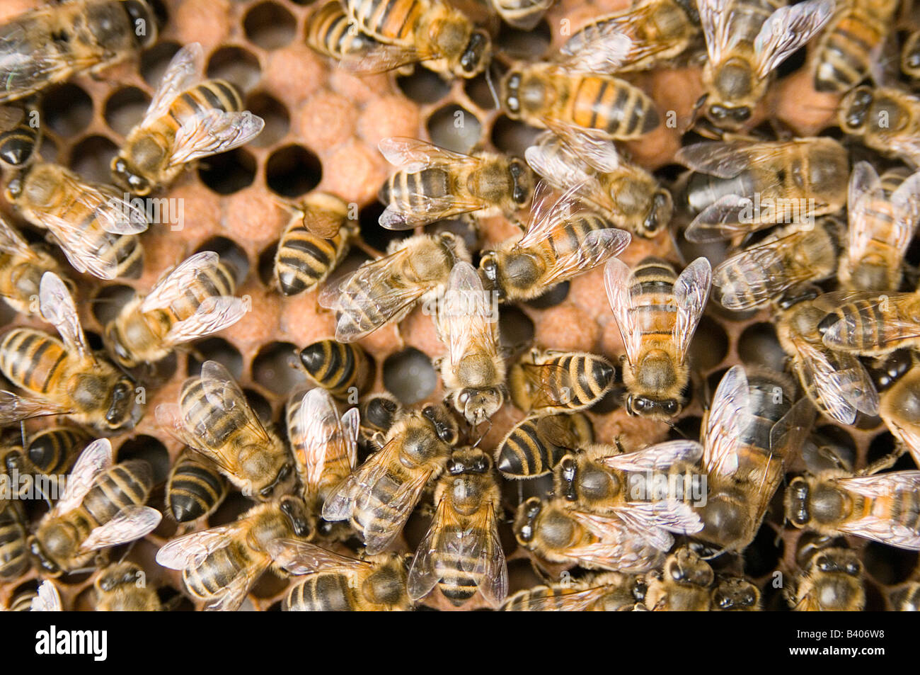 bee bees beekeeping keeping hive hives beehive beehives keeper ...