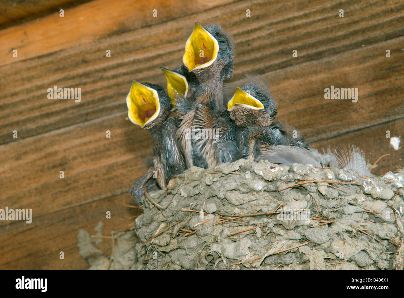 Mother Barn Swallow Hirundo rustica feeding nestlings E USA, by George ...