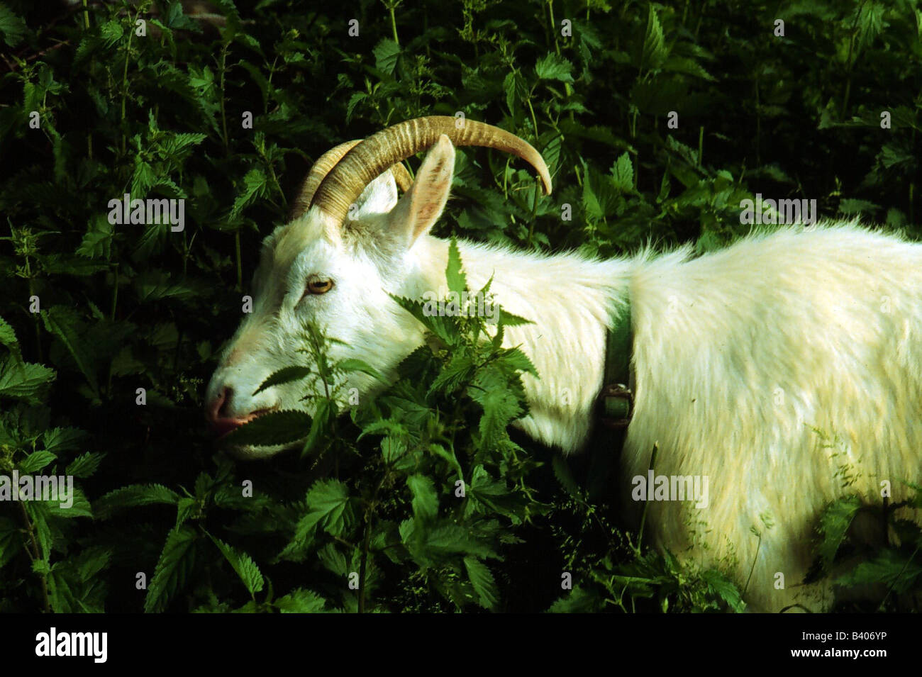 zoology / animals, mammal / mammalian, goats, German domestic goat ...