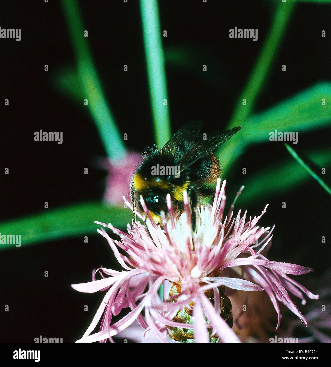 zoology / animals, insects, bumblebees, Common Carder-bee, (Bombus ...