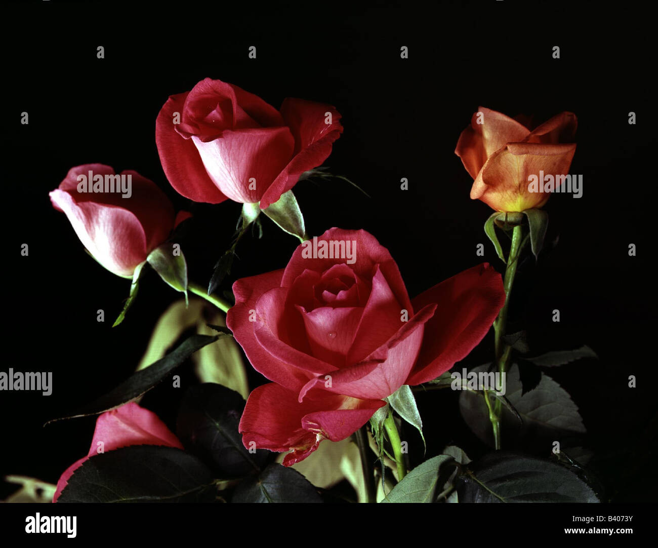 botany, rose, (Rosa), flower, Rosoideae, Rosaceae, Rosales Stock Photo ...