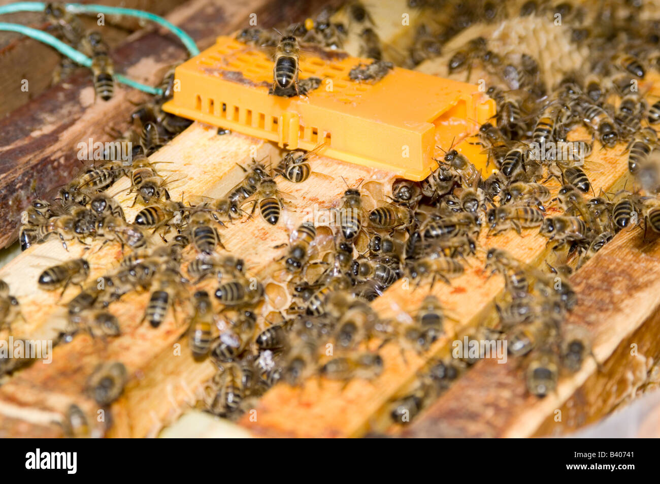bee bees beekeeping keeping hive hives beehive beehives keeper ...