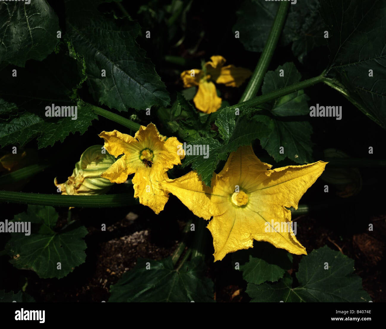 botany, Cucurbita, "Zucchini" (Cucurbita pepo), Zucchini plant ...