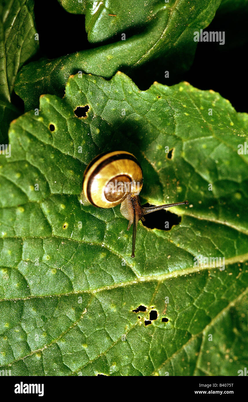 L zoology hi-res stock photography and images - Alamy