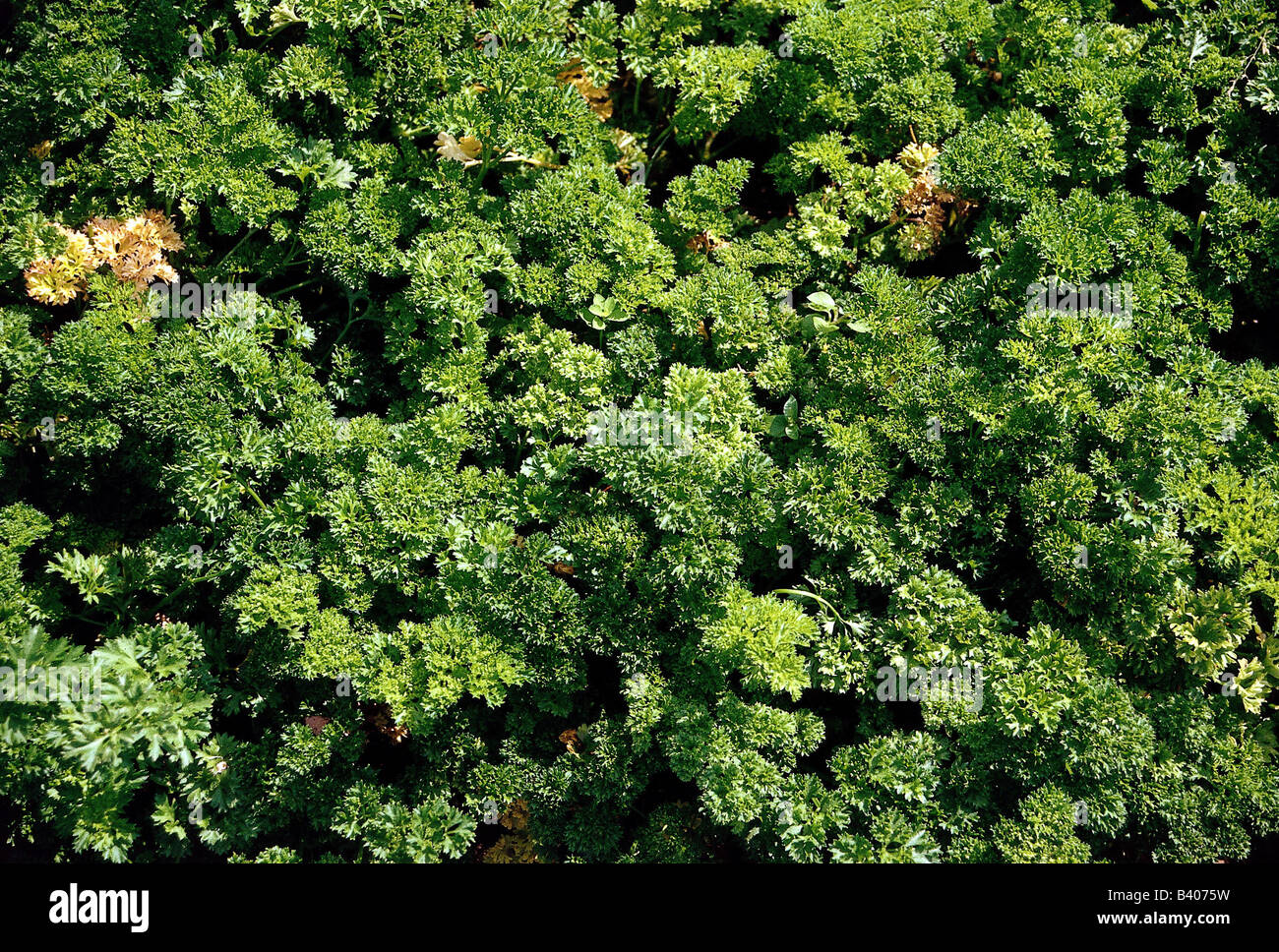 Botany, parsley, (Petroselinum crispum), Umbelliferae, Apiaceae ...
