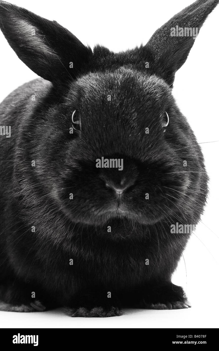 Black Dwarf Bunnies