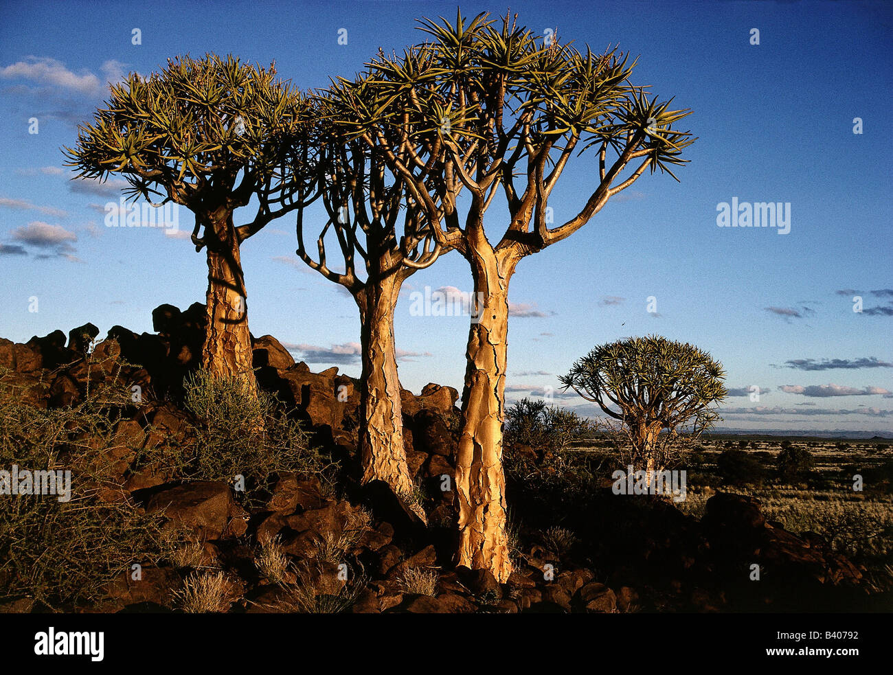 geography / travel, Namibia, Southwest Africa, quiver trees in the ...