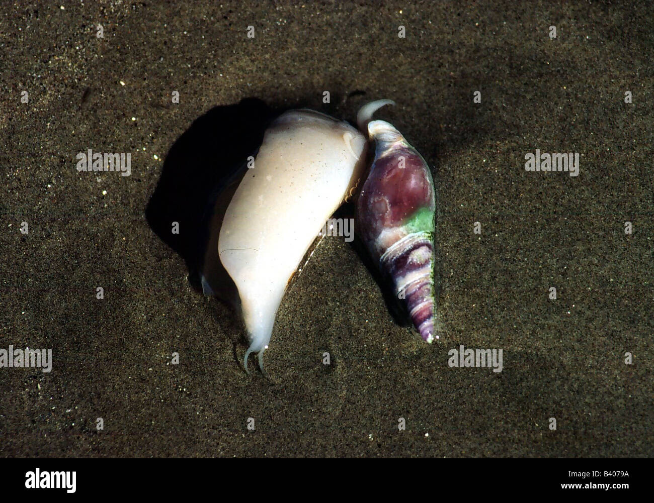 zoology / animals, mollusc, snails, (Gastropoda), Norther Dog Winkle ...