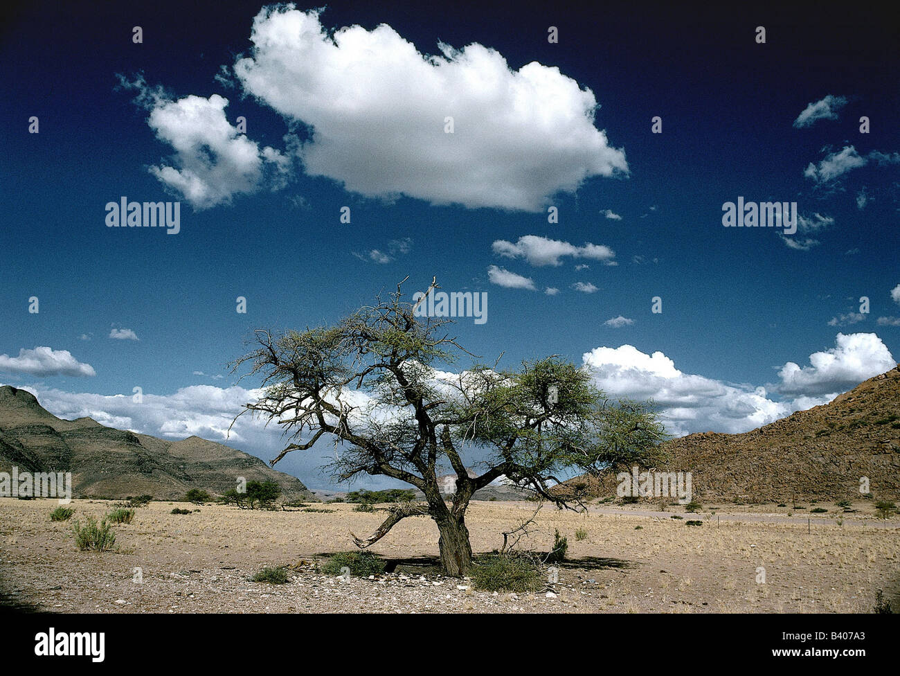 Camel thorn tree acacia giraffae hi-res stock photography and images ...