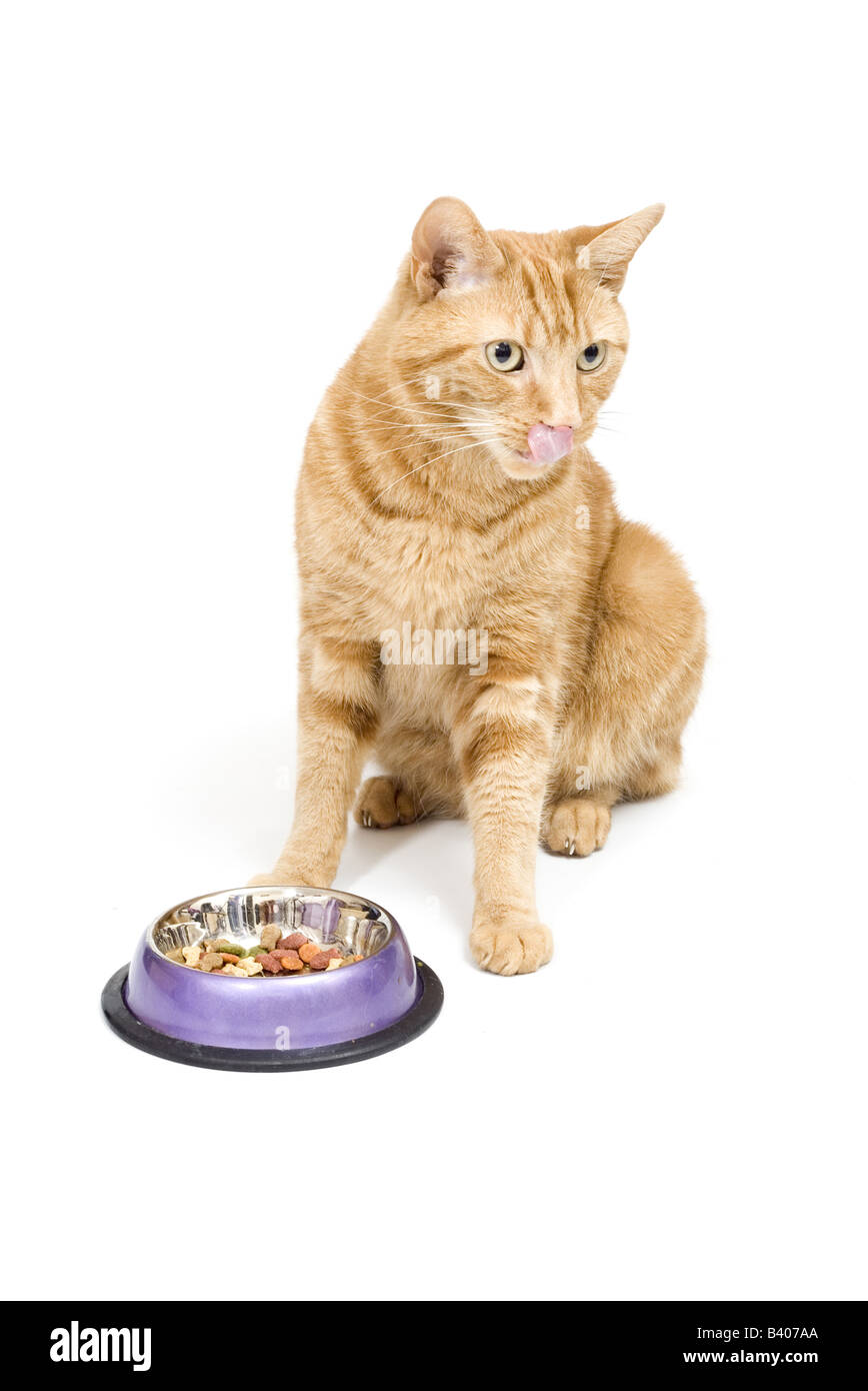 Ginger cat eating from a purple bowl Stock Photo - Alamy