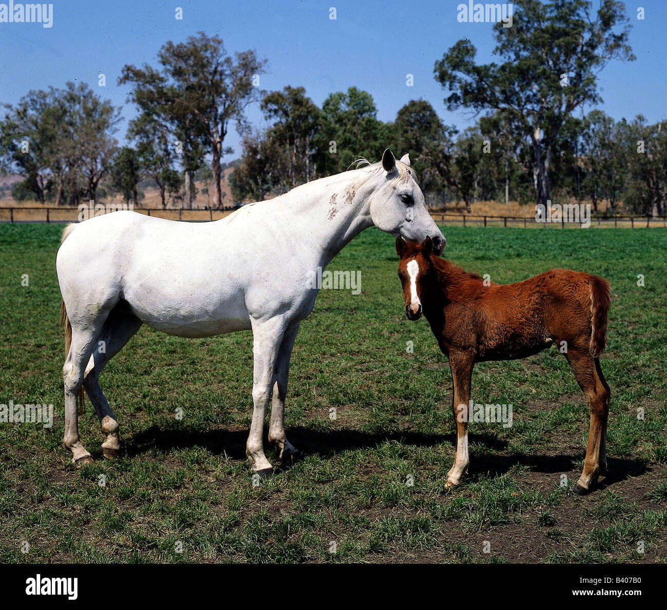 zoology / animals, mammal / mammalian, horses, (Equus), domestic horse ...