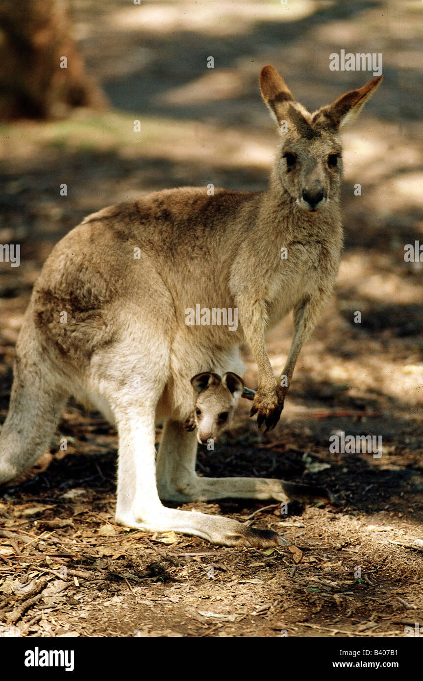 Eastern grey kangoroo hi-res stock photography and images - Alamy
