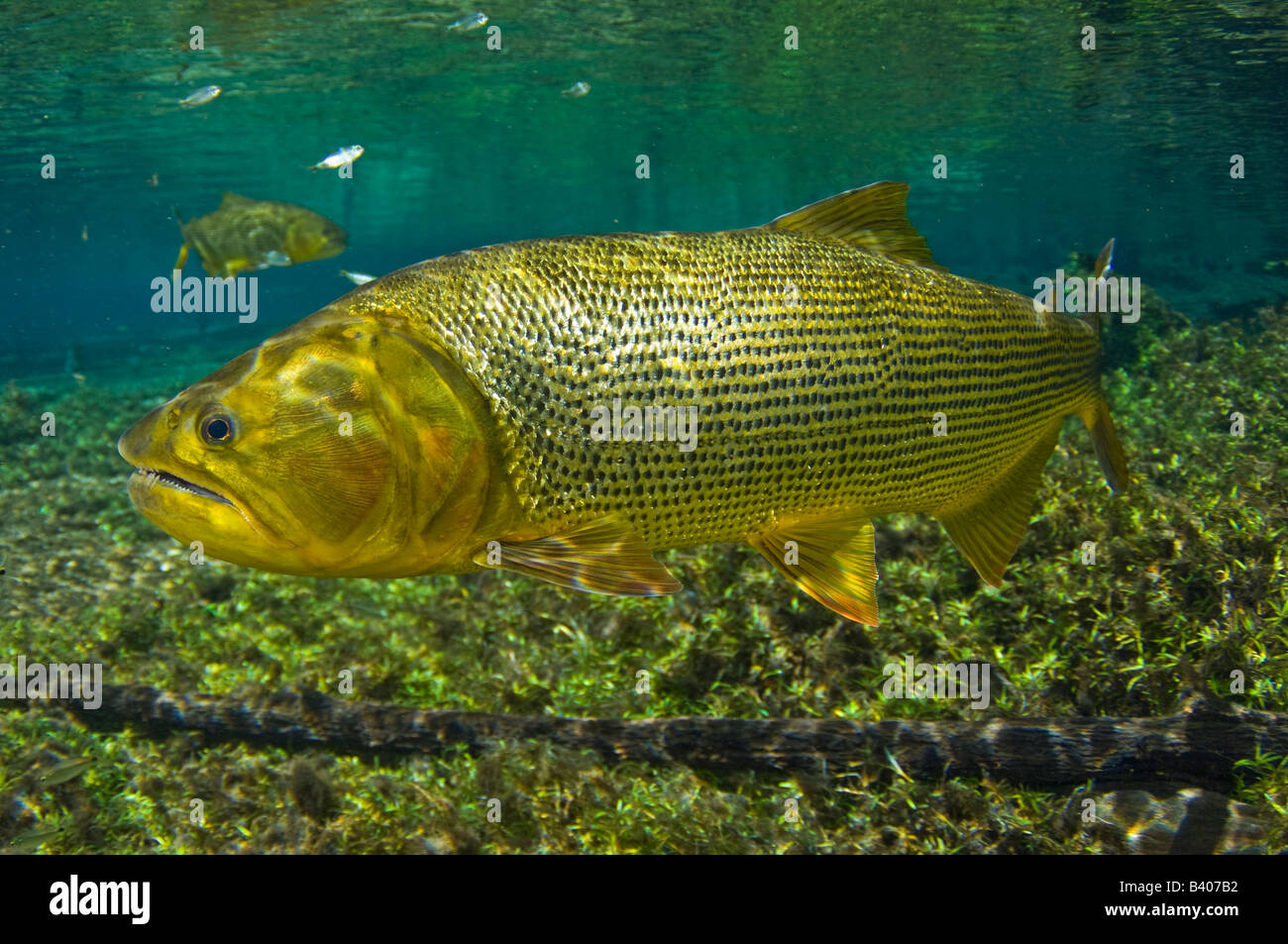 Dourado Salminus brasiliensis in crystal clear stream in Mato Grosso do ...