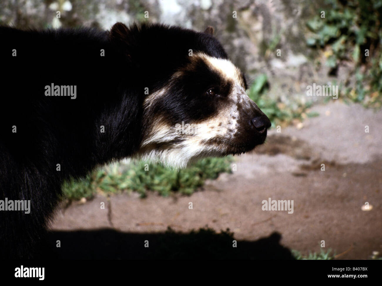 zoology / animals, mammal / mammalian, bears, Spectacled Bear ...