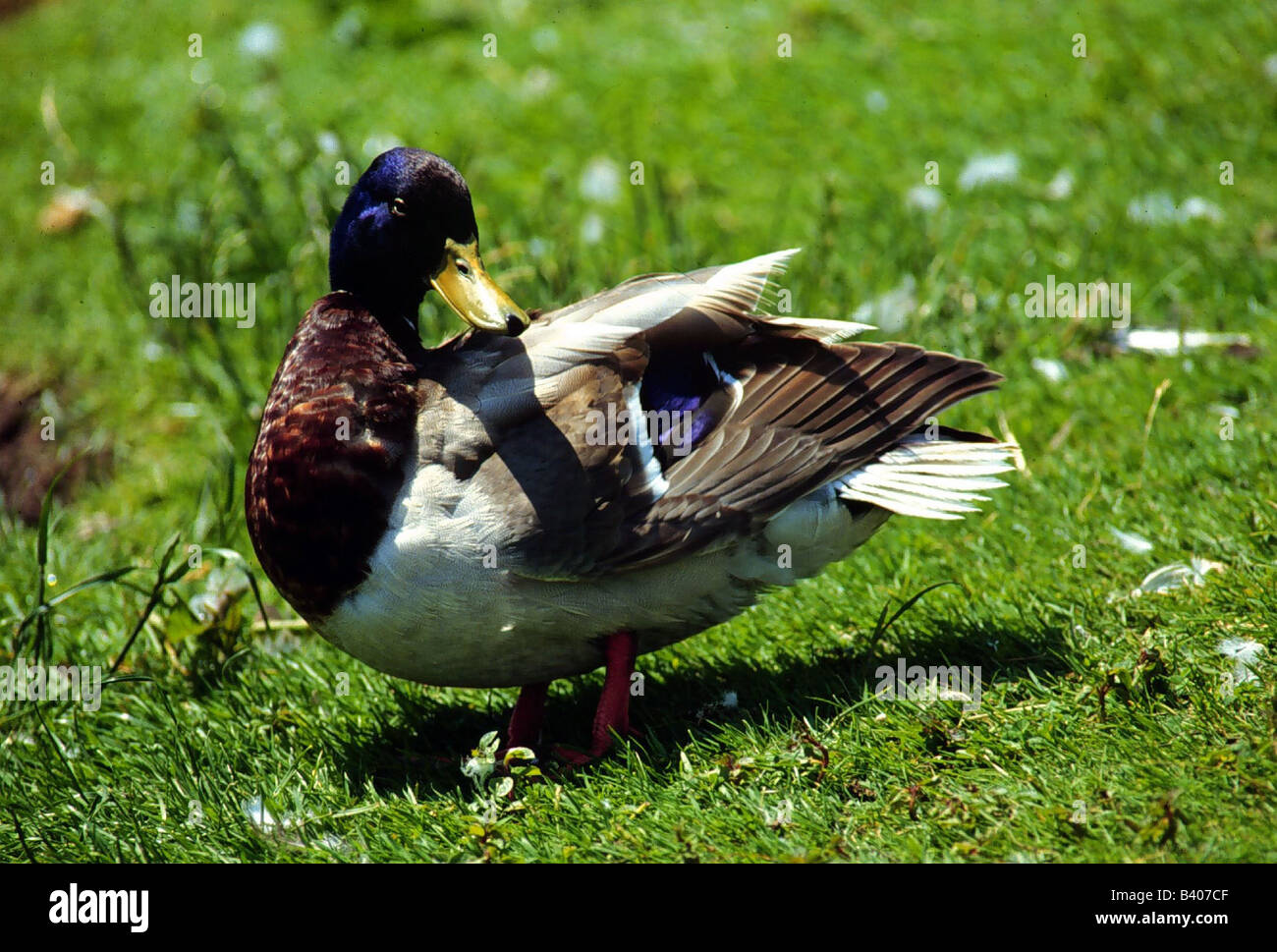 Ducks of the northern hemisphere hi-res stock photography and images ...