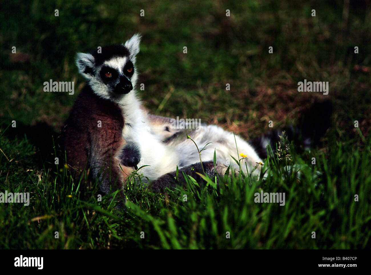 zoology / animals, mammal / mammalian, monkeys, Ring-tailed Lemur ...