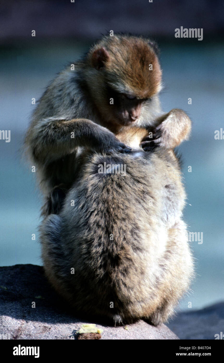 zoology / animals, mammal / mammalian, monkeys, Barbary Macaque ...