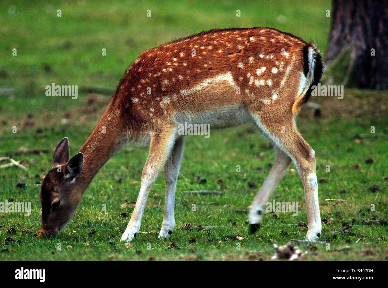 Chital eating hi-res stock photography and images - Alamy