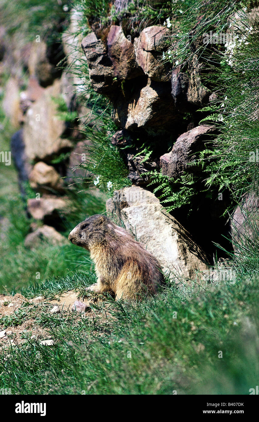 Animals in front of their den hi-res stock photography and images - Alamy