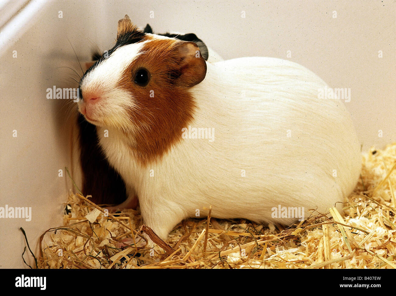 Cavies hi-res stock photography and images - Alamy