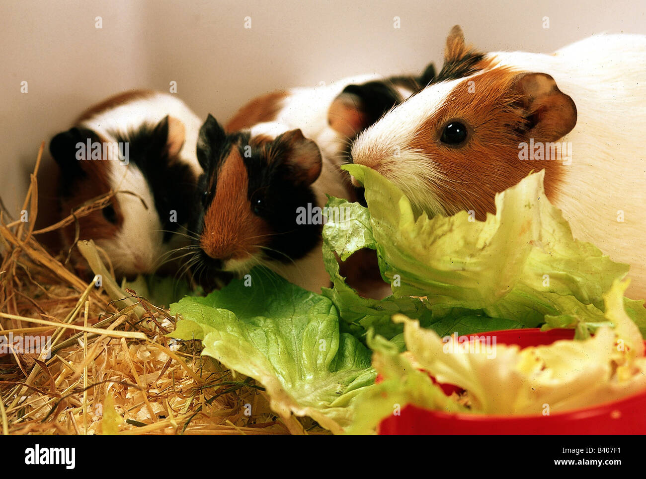 zoology / animals, mammal / mammalian, cavies, domestic guinea pig ...