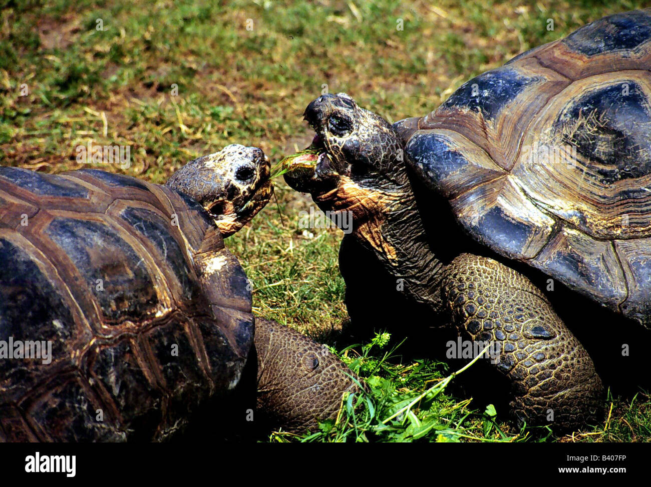 Two turtles hi-res stock photography and images - Alamy