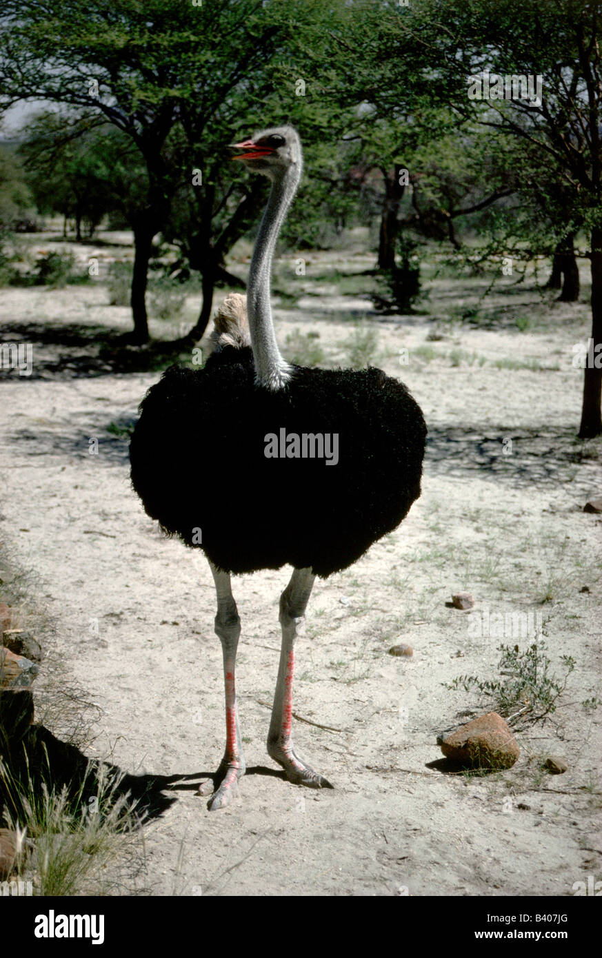 zoology / animals, avian / birds, Ostrich, (struthio camelus), animal ...