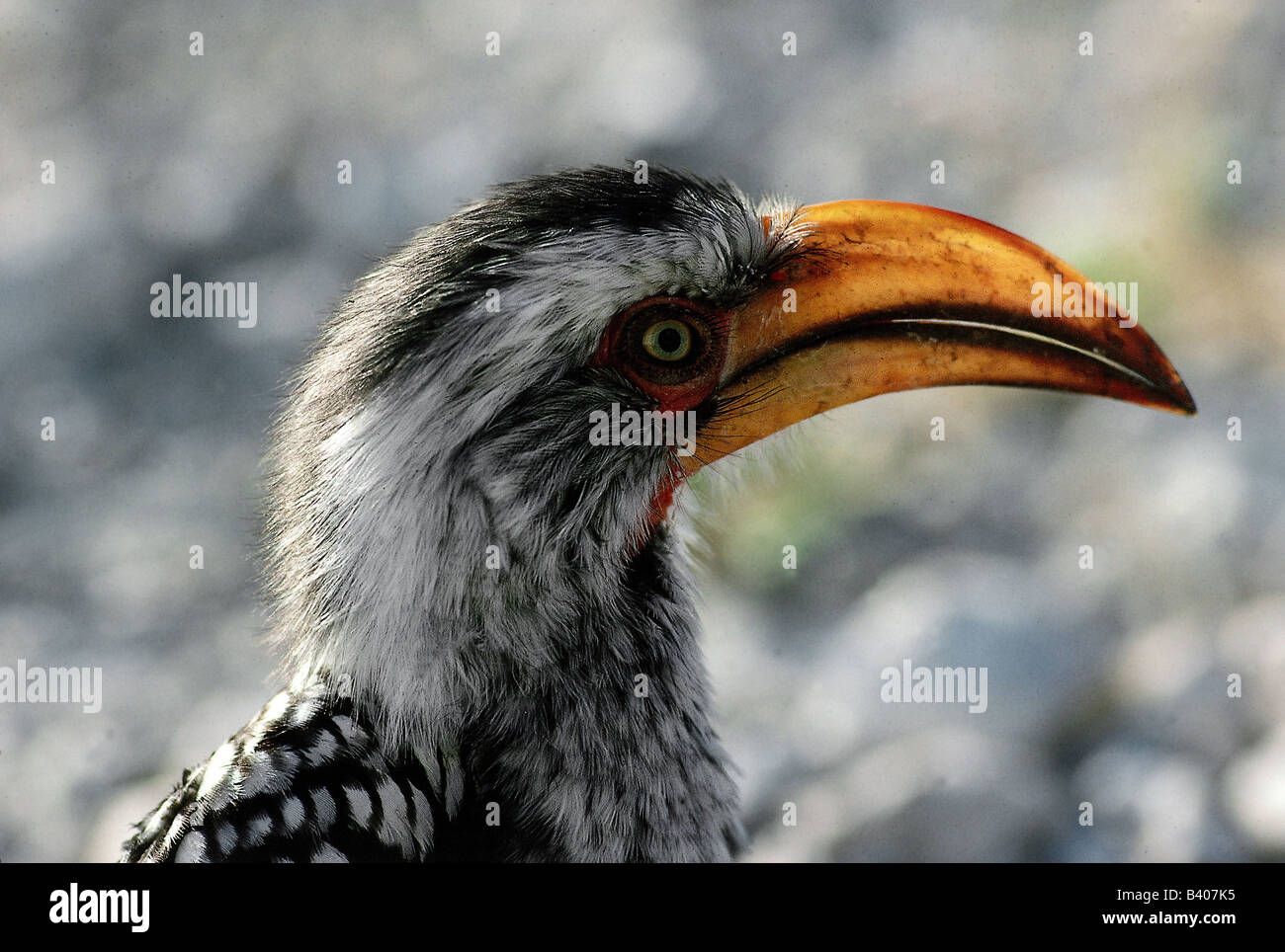 zoology / animals, avian / birds, Eastern Yellow-billed Hornbill ...