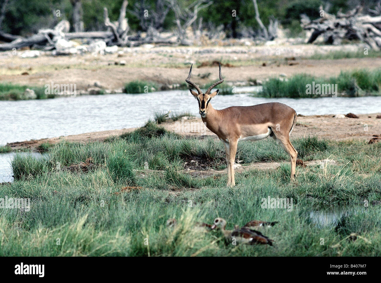 Ethosi national park hi-res stock photography and images - Alamy