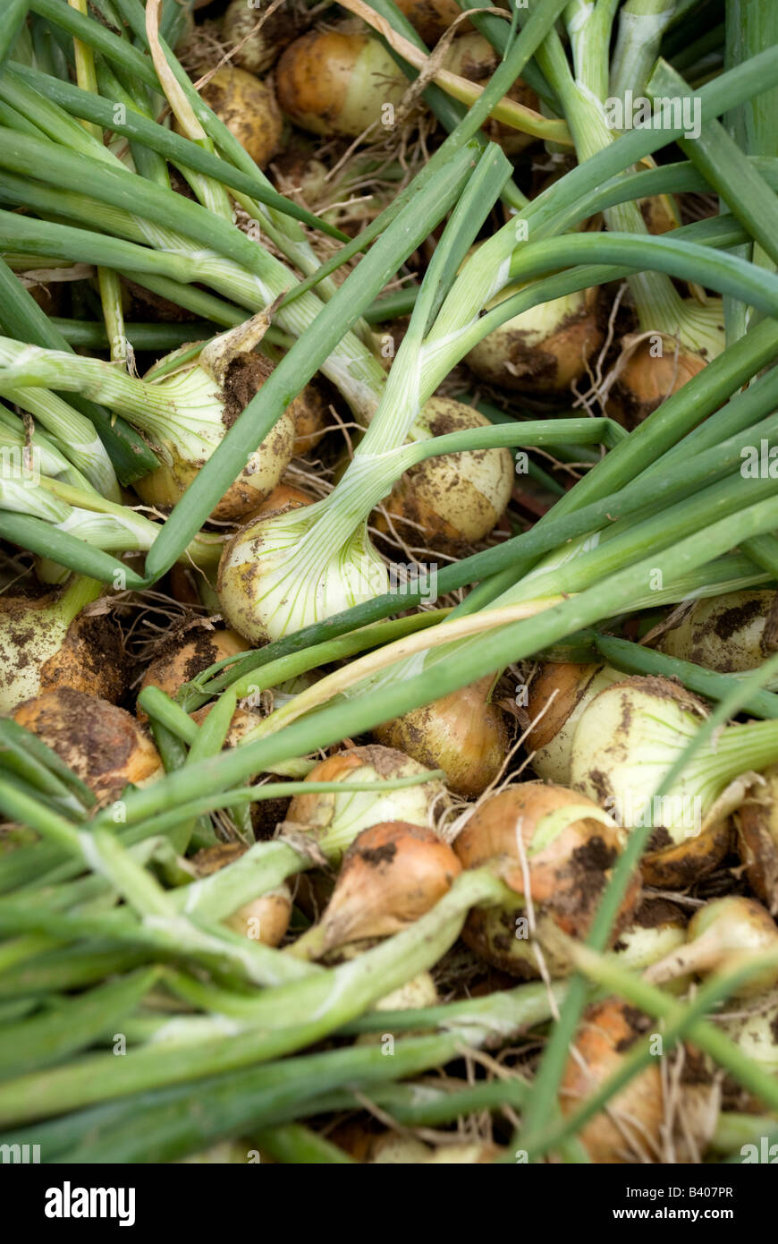 Agronomy practices hi-res stock photography and images - Alamy
