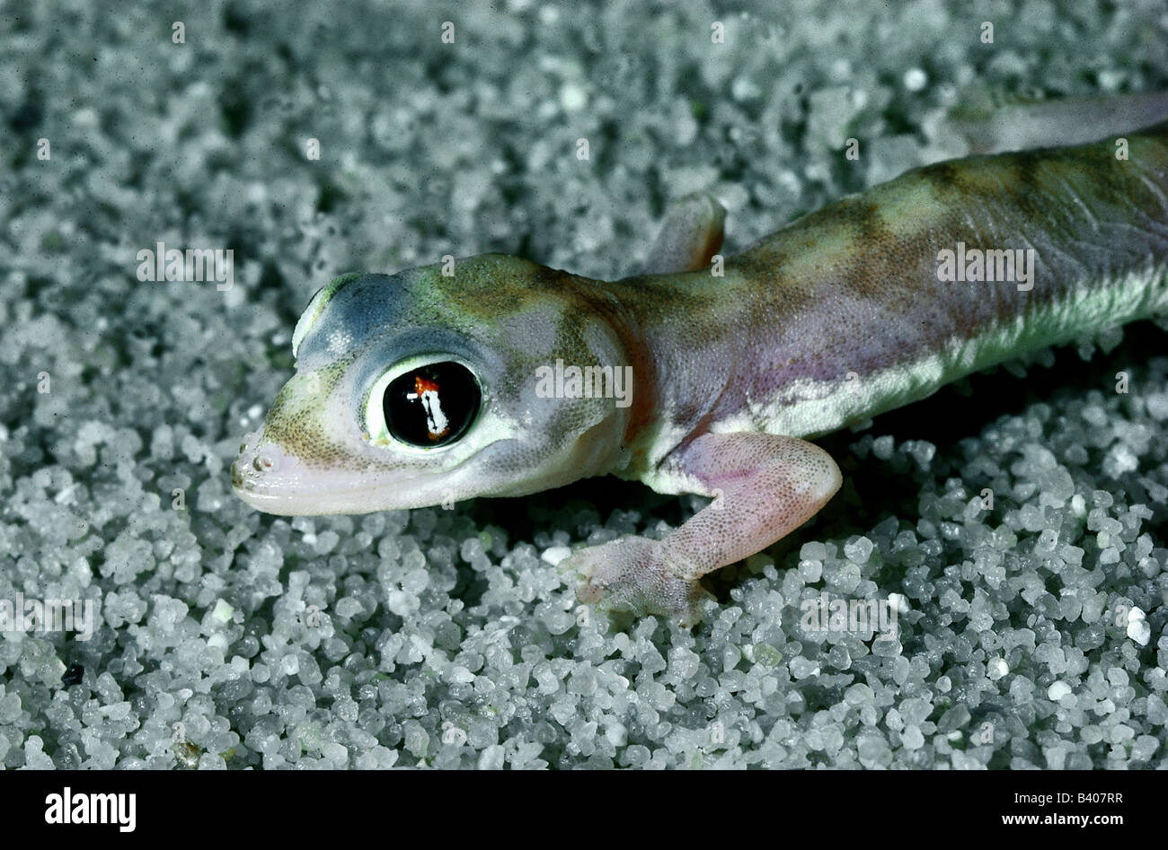 zoology / animals, gecko, Web-footed gecko, (palmatogecko rangei ...