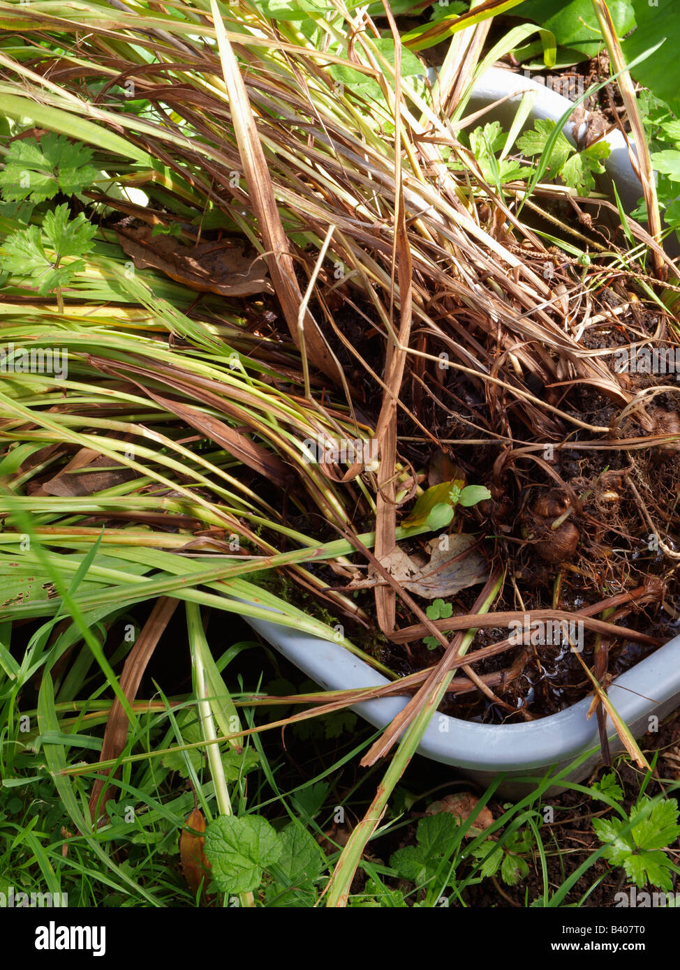 Bucket of weeds hi-res stock photography and images - Alamy