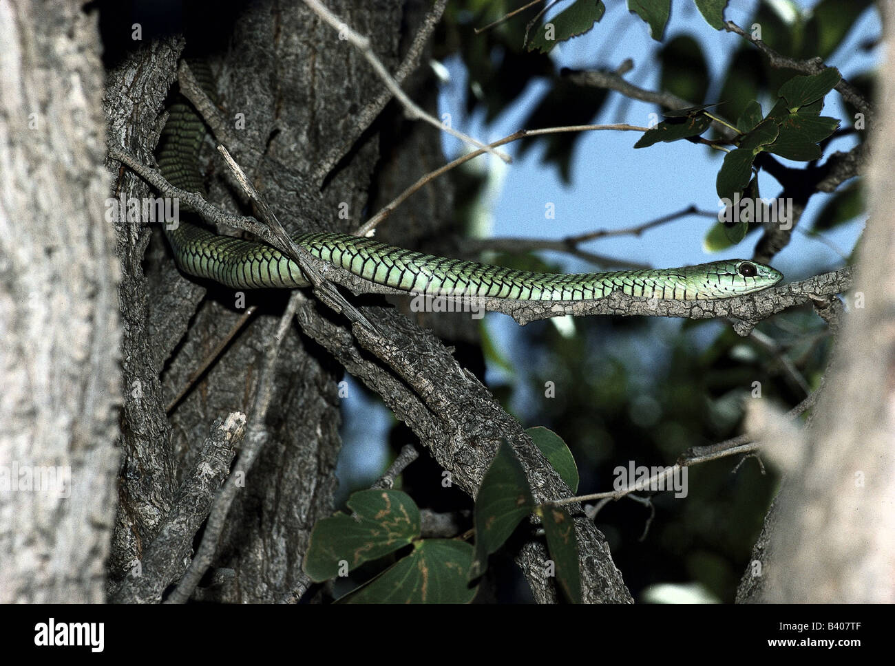 zoology / animals, reptile, snails, Boomslang, (dispholidus typus typus ...