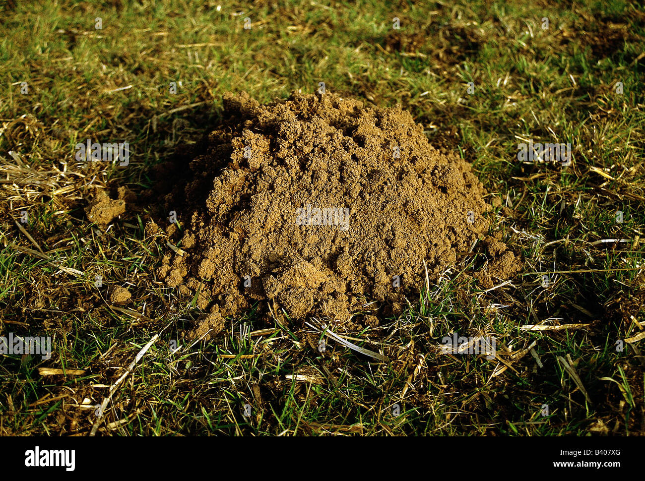 zoology / animals, mammal / mammalian, Talpidae, European Mole (Talpa ...