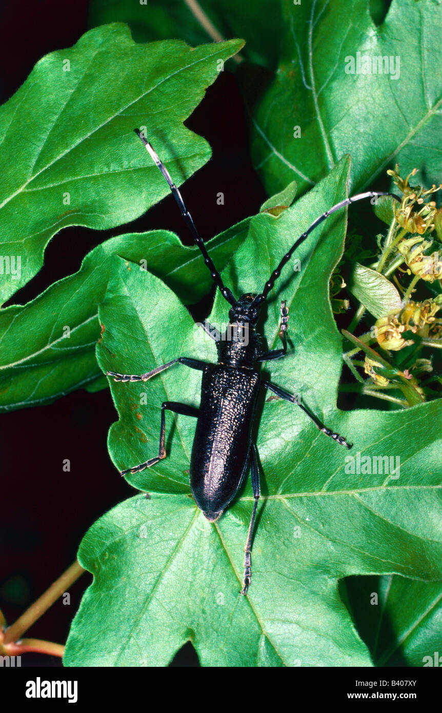 Asia insects hi-res stock photography and images - Alamy