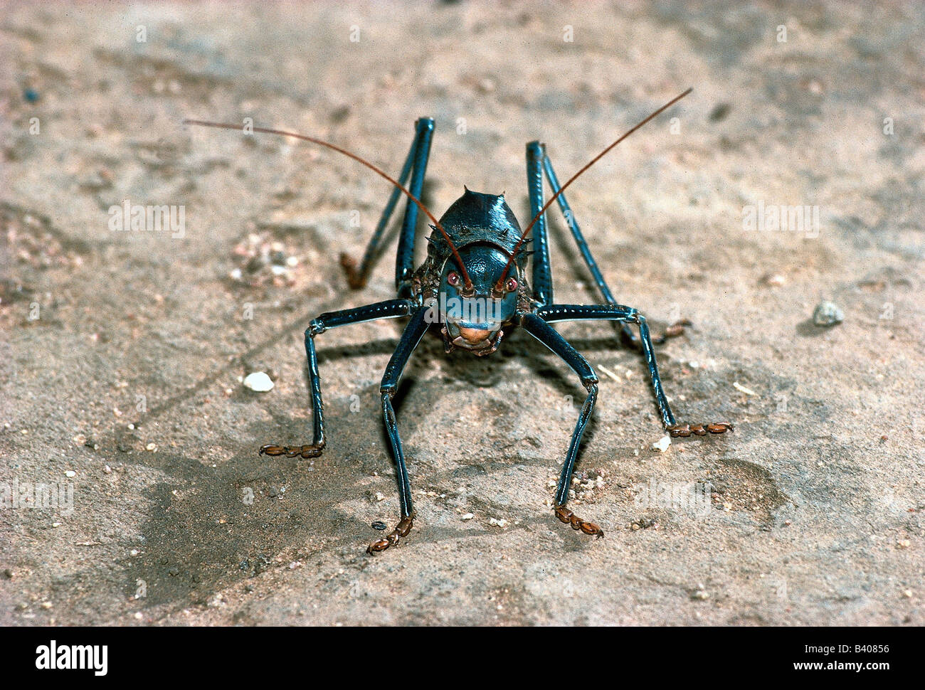 zoology / animals, insects, locusts, Groundhopper, (tetrigidae ...