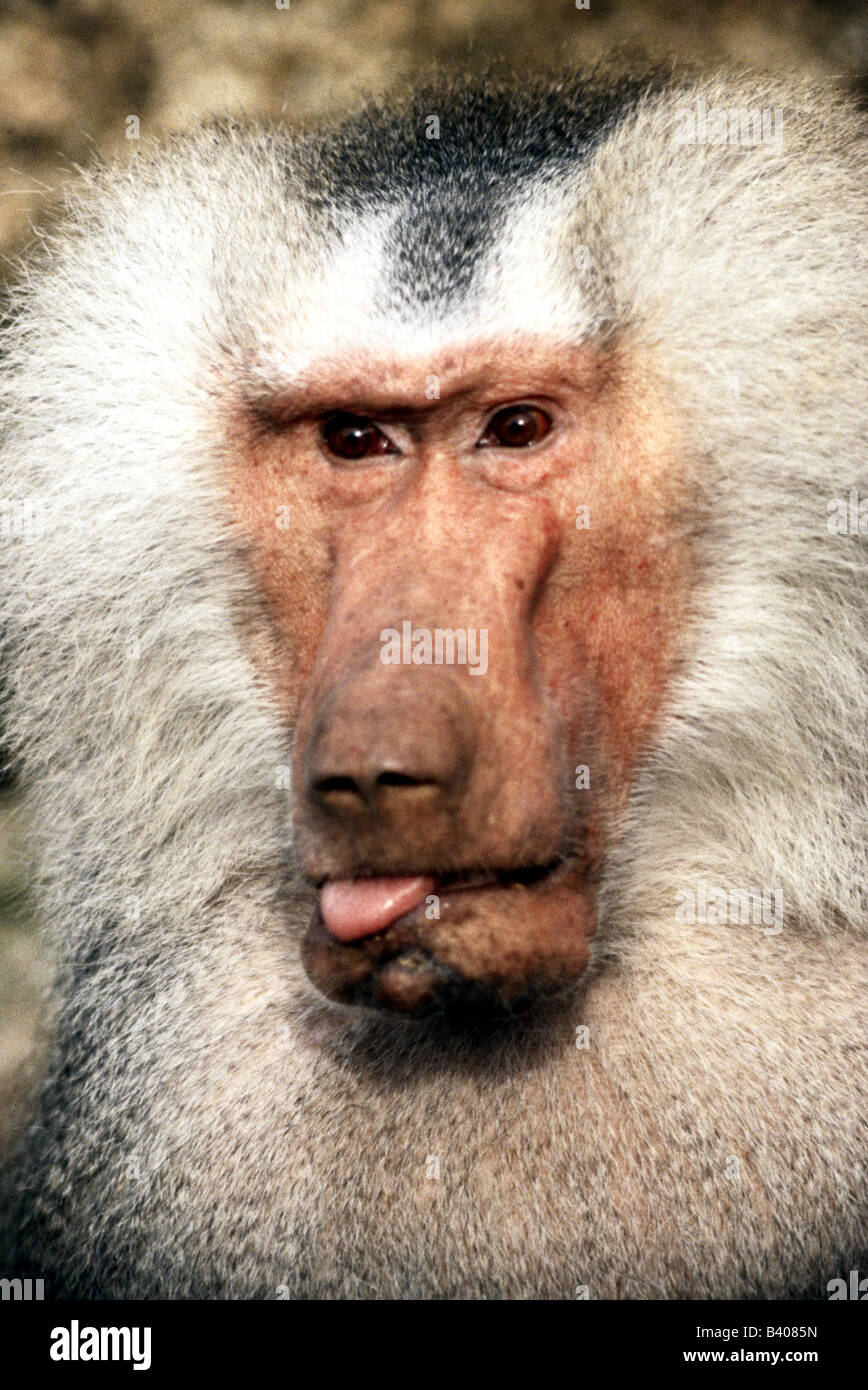 zoology / animals, mammal / mammalian, monkeys, baboons, Hamadryas ...