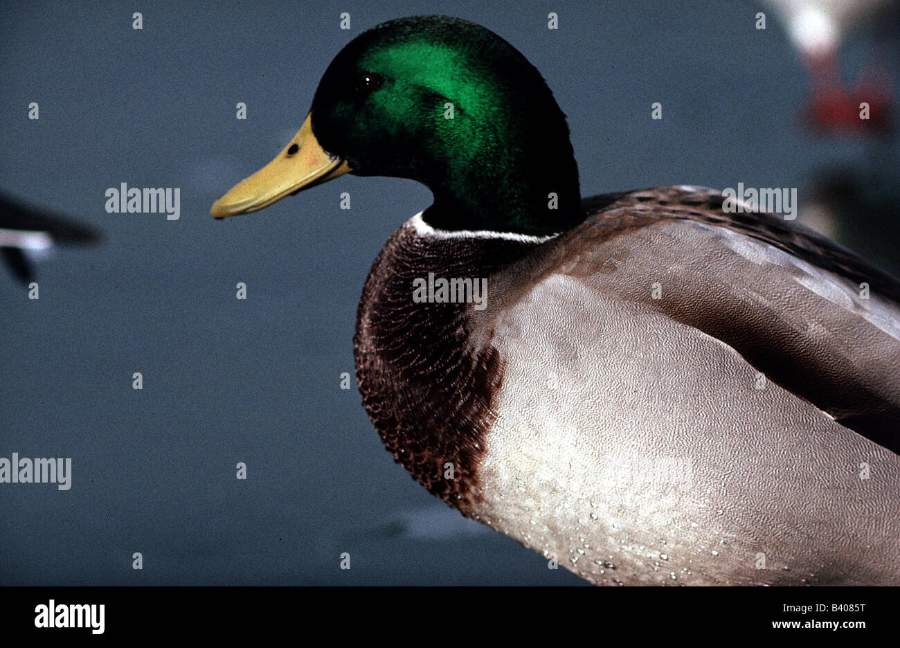 zoology, animals, mallard (Anas platyrhynchos), distribution: northern ...