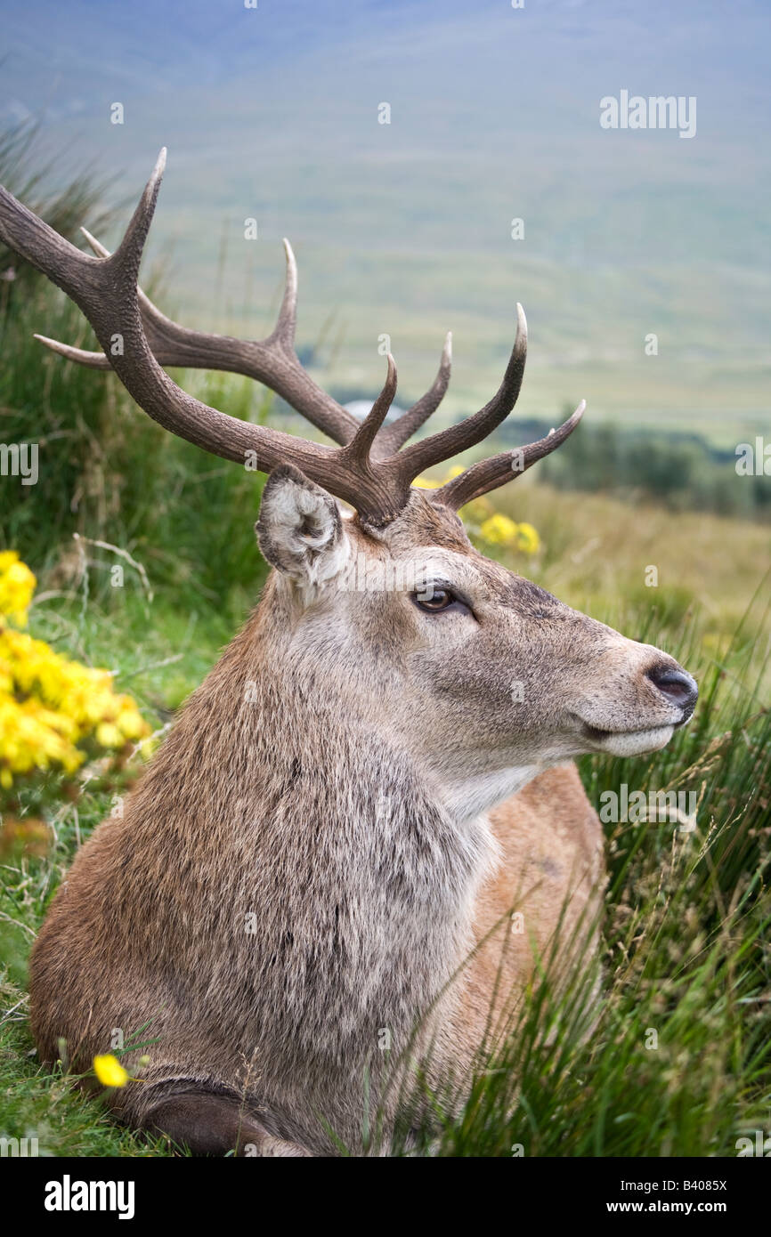 Stag horns hi-res stock photography and images - Alamy